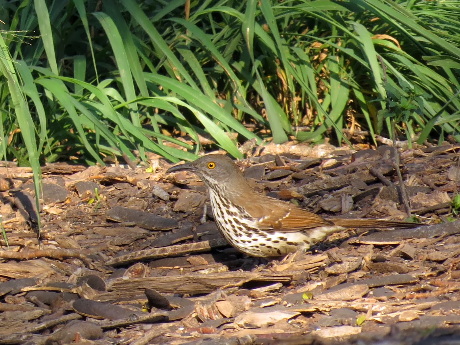 LGB's Nature Photos: Long-billed Thrasher at Estero Llando Grande