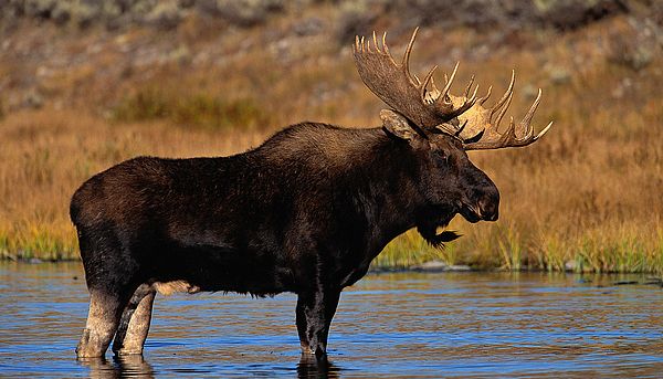 El majestuoso alce - Animales