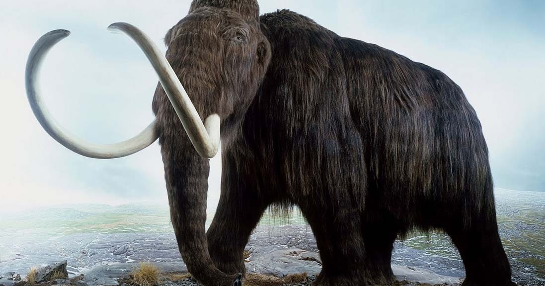 Antipodes: Le mammouth laineux arrive