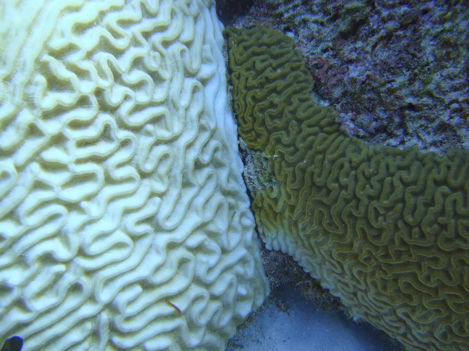 Antilles 2013 - 2014: October 2013