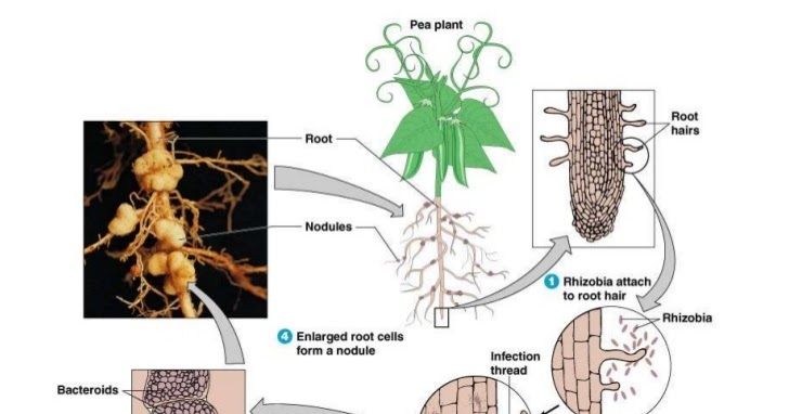 AKS EduResearch: Formation of a Root Nodule