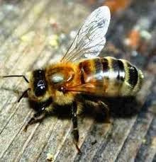 Panhandling Philosopher: The Four Ladies of Judges- Part II - Deborah