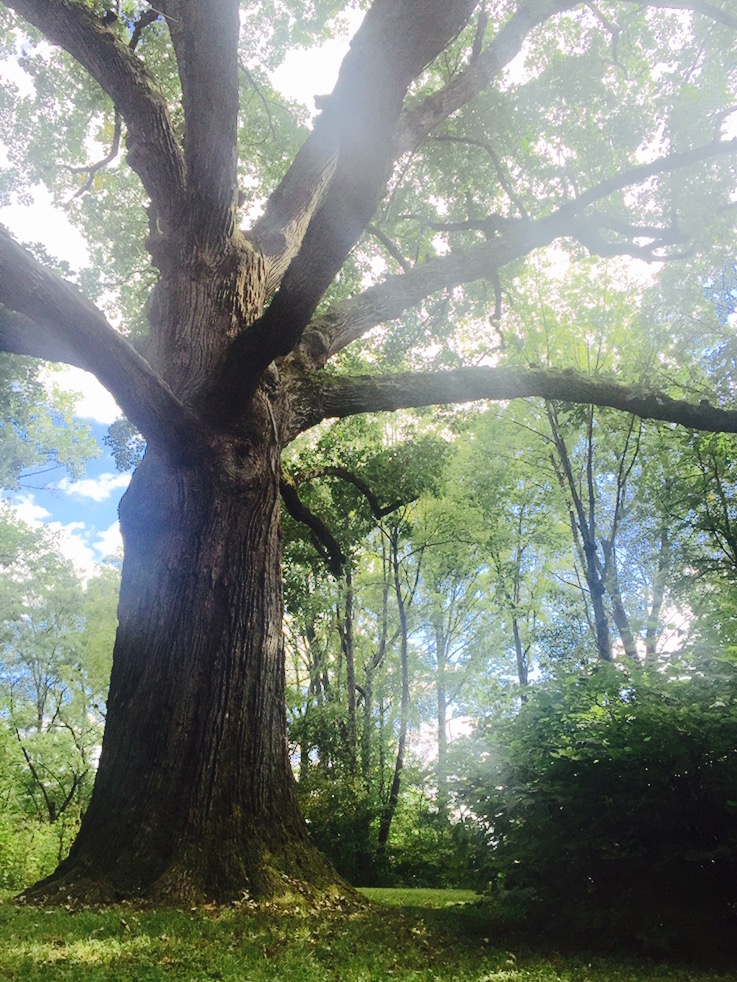 Professor Watermelon