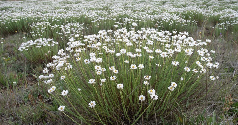Variety of Life: Rhodanthe