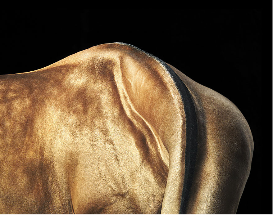 Tim Flach: Equus or the Beauty of the Horse