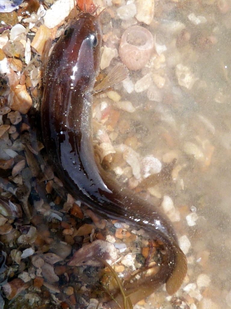 Taxonomía Chordata: Clase Actinopterygii Orden Gadiformes ...