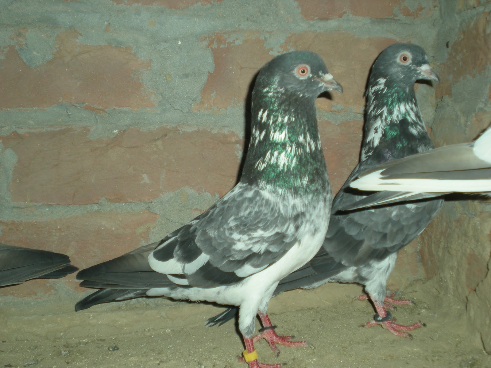 Pakistan's pigeon racers | Pakistan Defence