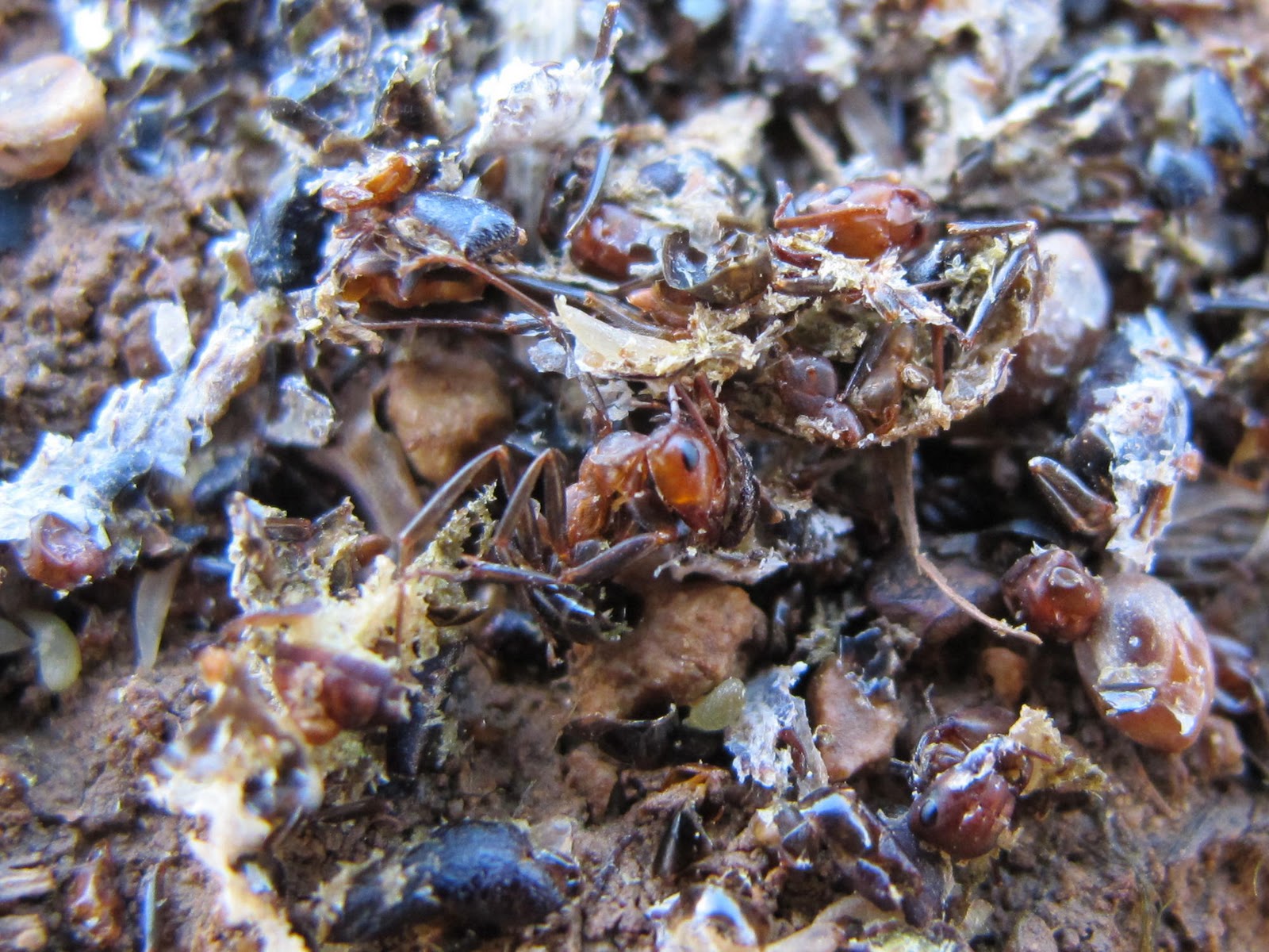 Blue Jay Barrens: Ant Mound Flicker Droppings