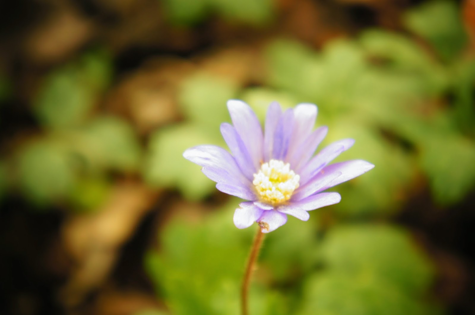 100 flowers free downloadable pictures