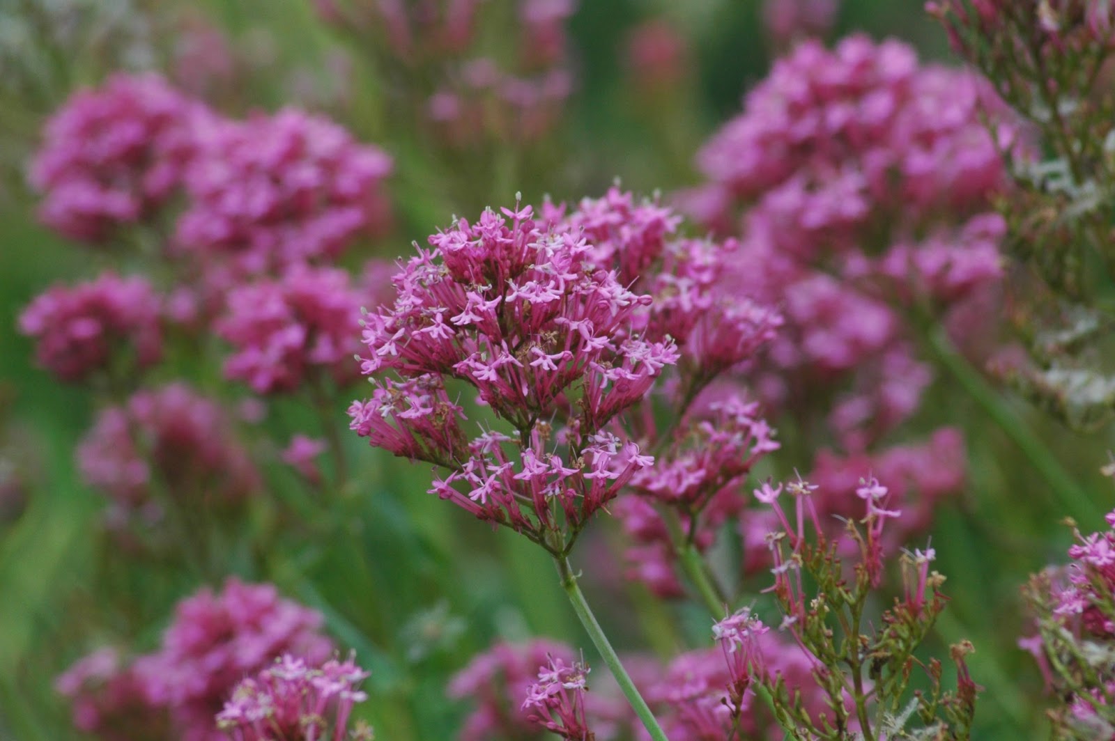 Damn Good Plants - Centranthus ruber, Jupiter's Beard