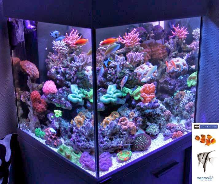 Howard`s Reef: My colleague Farshad has some amazing reef tanks and ...