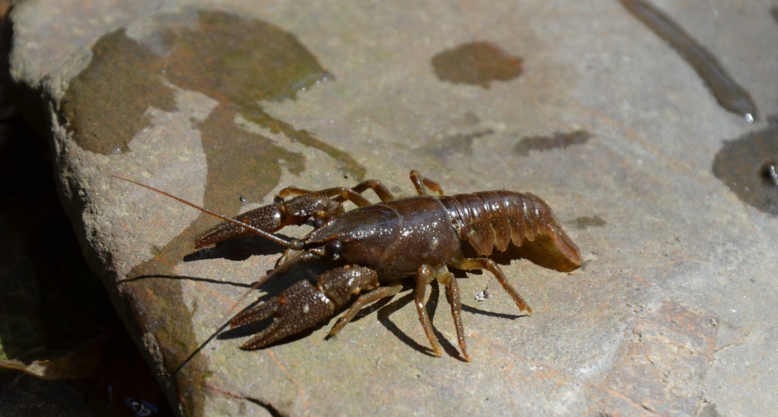 Čarovnije z male kmetije: Potočni rak