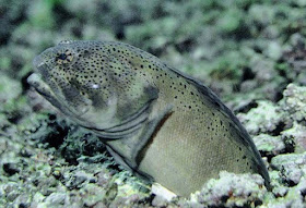 Real Monstrosities: Jawfish