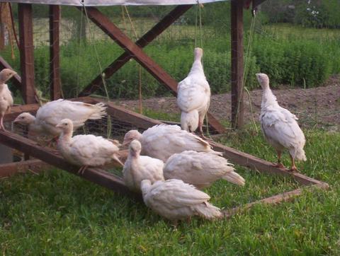 Breed Savers: Midget White Turkeys