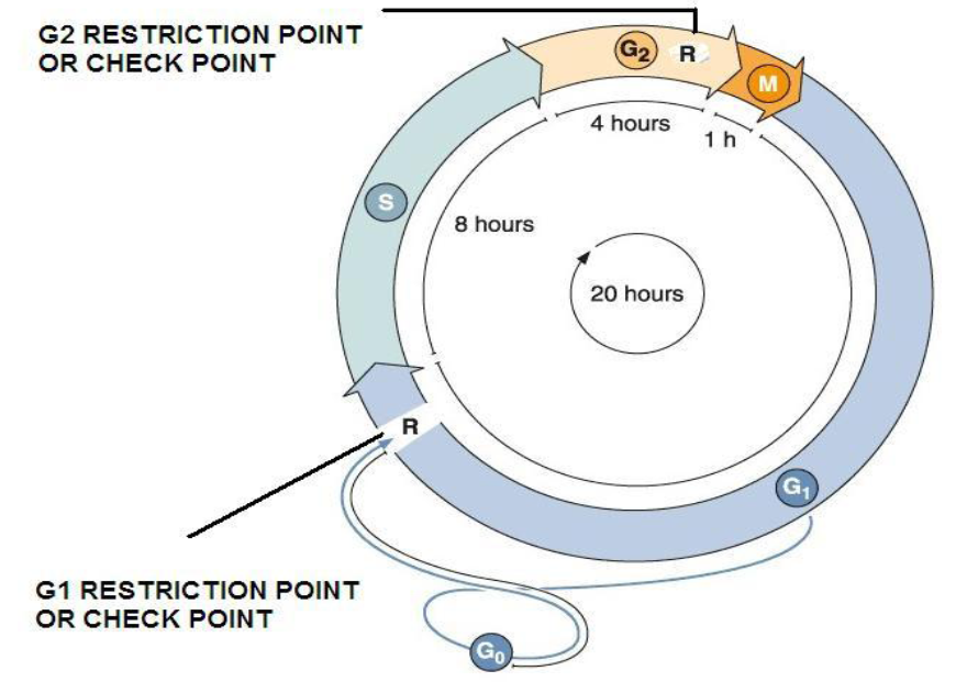 MBBS Medicine (Humanity First): Cell division