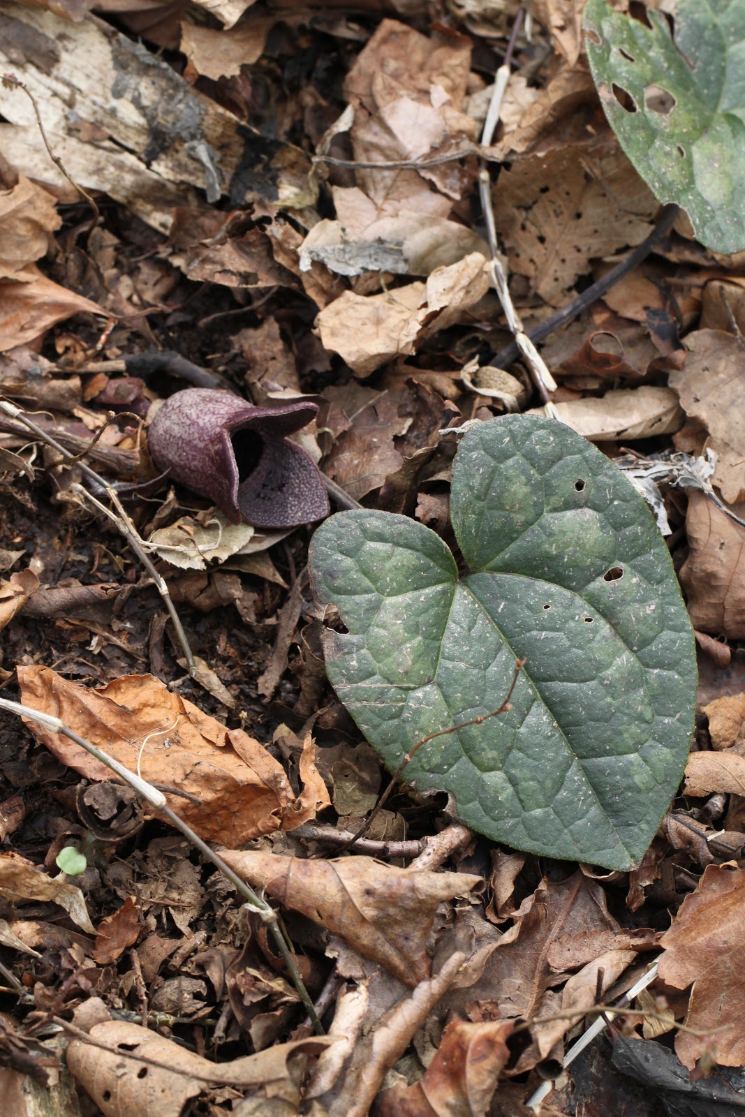 誰かの植物記: Asarum megacalyx コシノカンアオイ