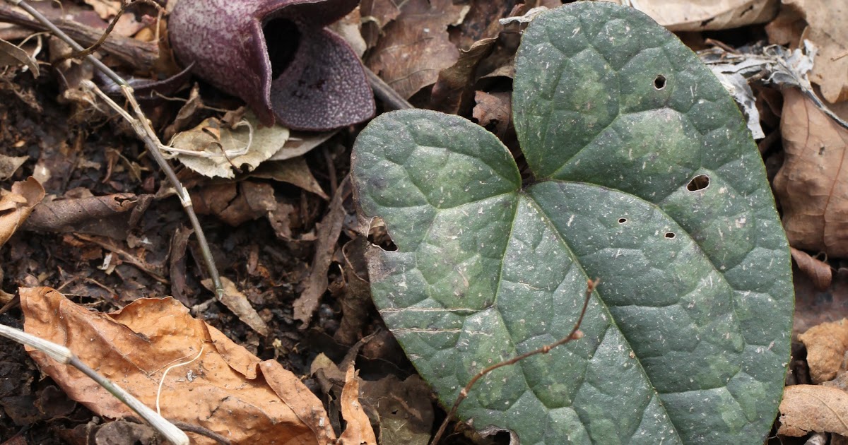 誰かの植物記: Asarum megacalyx コシノカンアオイ
