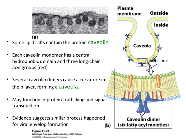 EXAMS AND ME : Caveolin