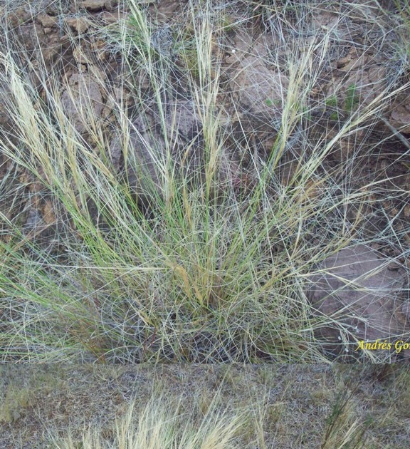 FOTOS DE FLORA NATIVA Y ADVENTICIAS DE URUGUAY : Aristida jubata. Poaceae