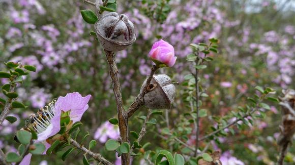 A Passion for Flowers: Lepto Rotundifolia
