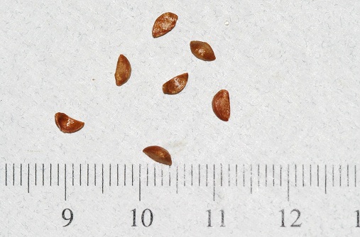 Fruit Seeds of Southern Michigan: Malus spp. -- Crabapple