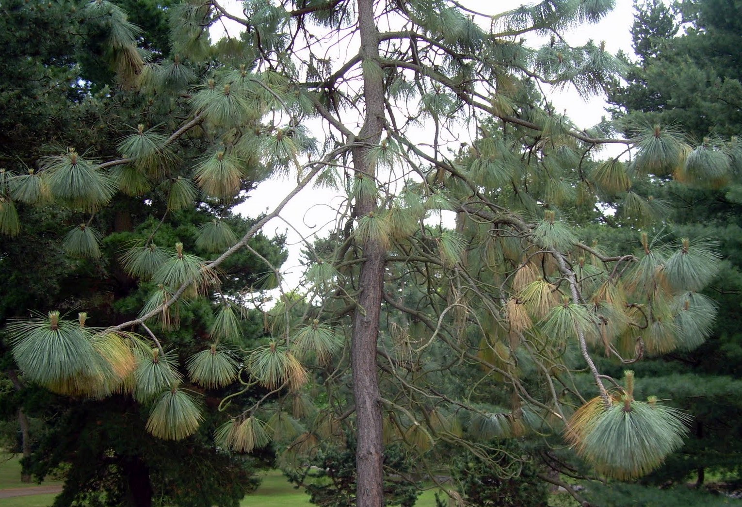 Taxonomia Plantae no Magnoliopsida: Phylum Tracheophyta Clase Pinopsida ...