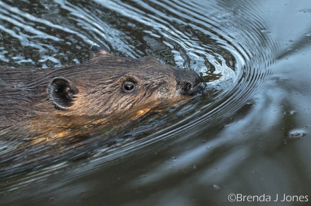 Demeur: Friday beaver - and this time it's a real beaver story