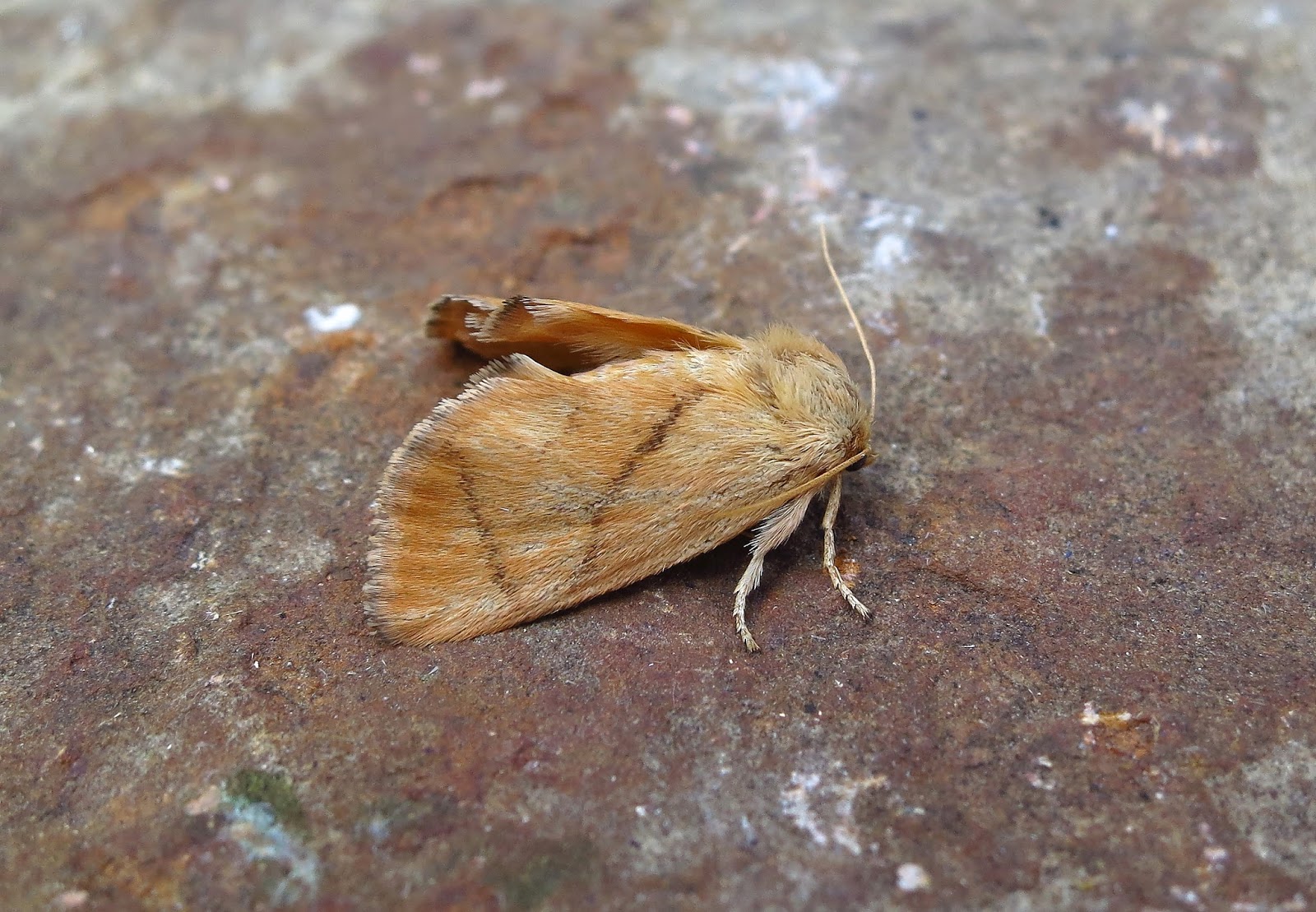 Garden Moths, 1999 to 2022