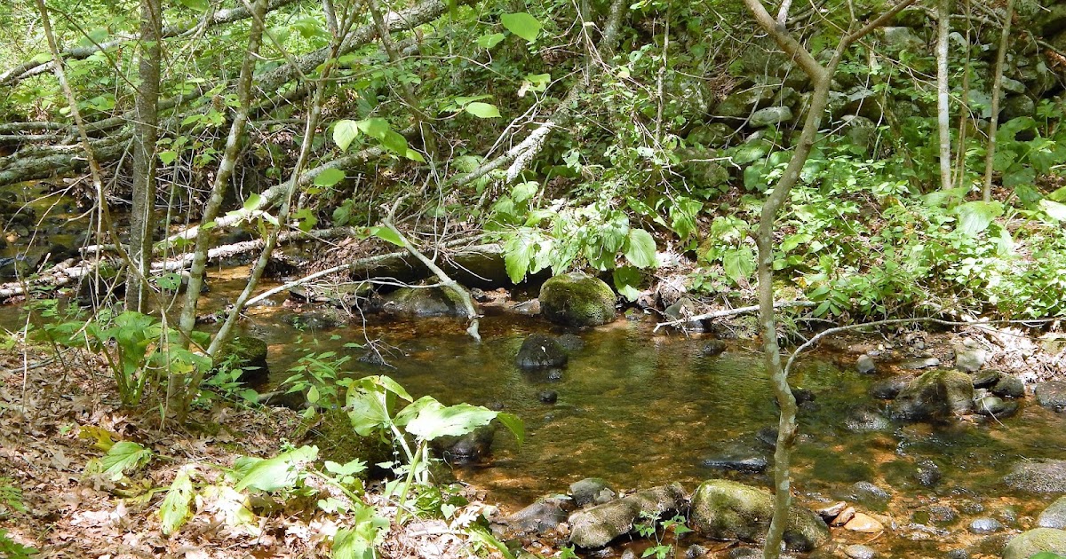 Small Stream Reflections: Ghosts In Brook Trout Forest
