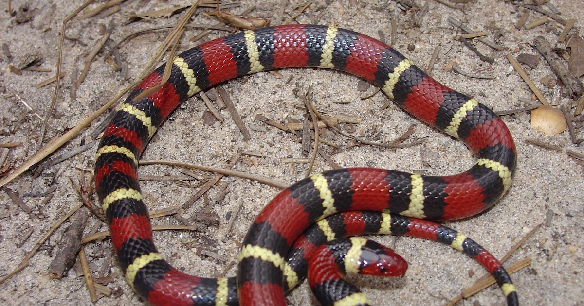 ALL-IN-ONE WALLPAPERS: Beautiful Amazing Snakes Wallpapers