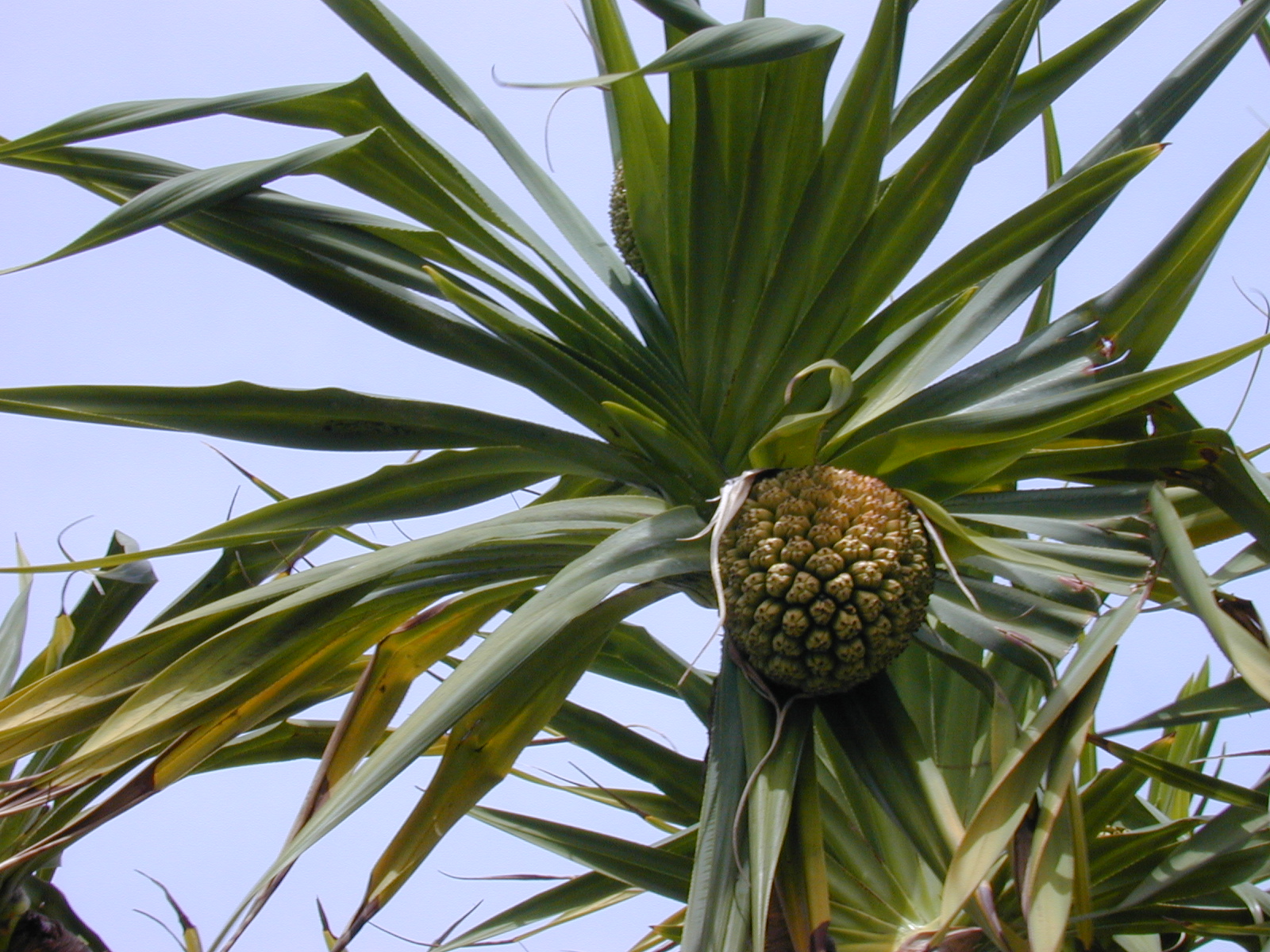 Lagi Buah Yang Agak Unik, Puhala Tree Seed Pod |MyRokan
