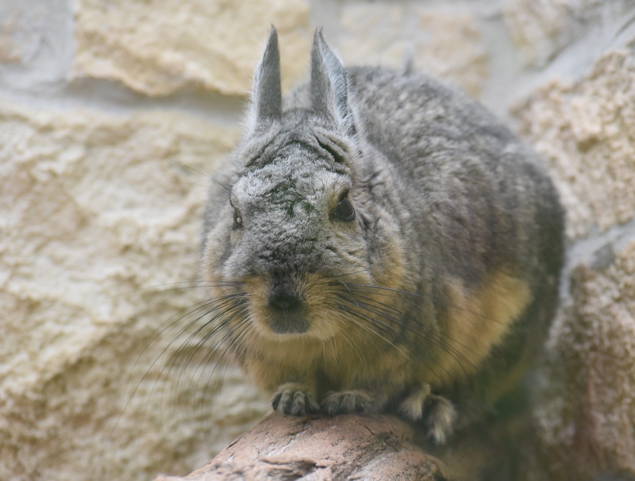 ZOOTOGRAFIANDO (6.100 ANIMALS): VIZCACHA NORTEÑA / NORTHERN MOUNTAIN ...