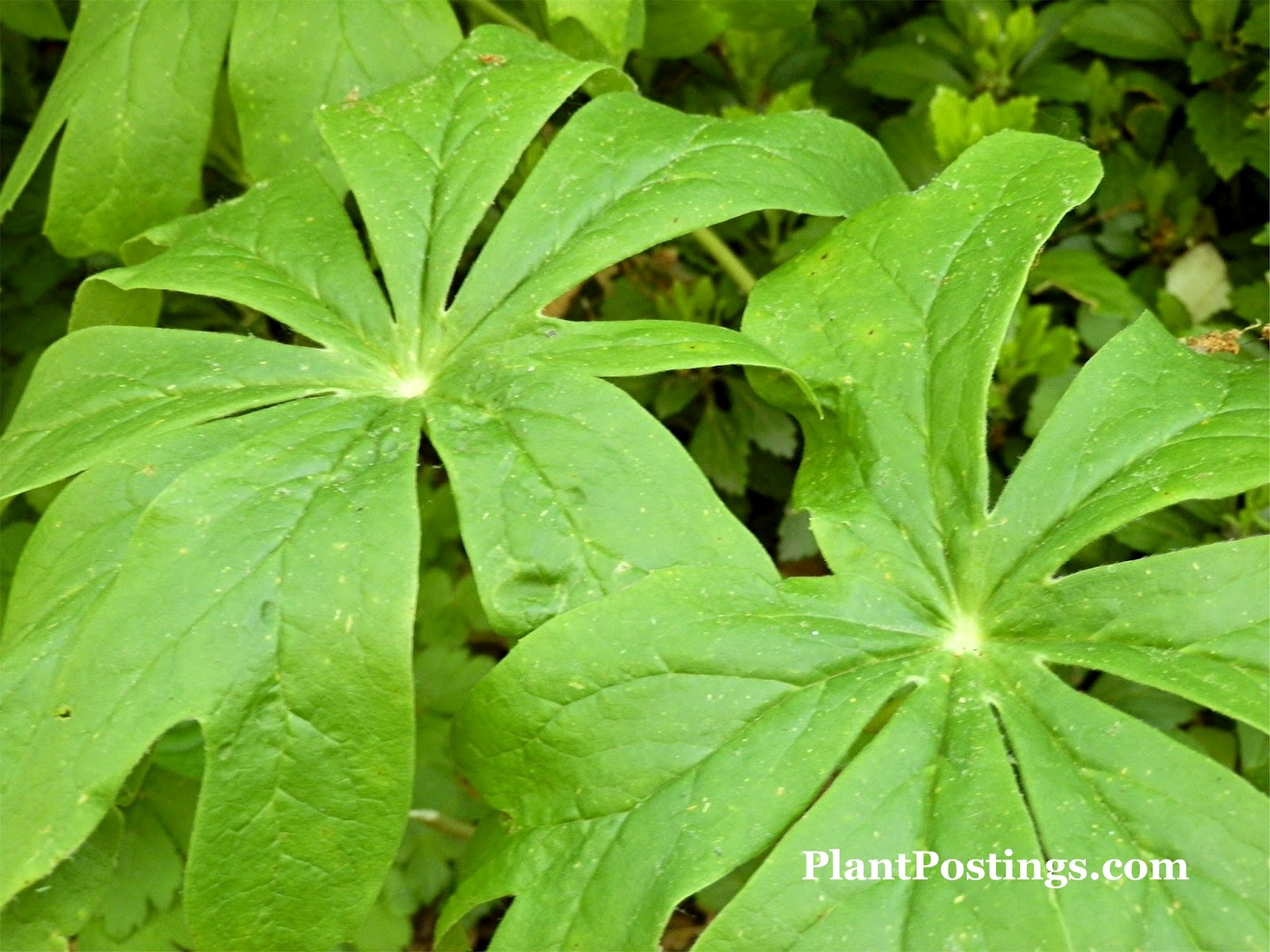 PlantPostings: May in the Midwest