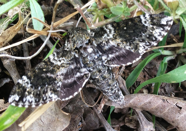 The Grackle: Pawpaw Sphinx Moth