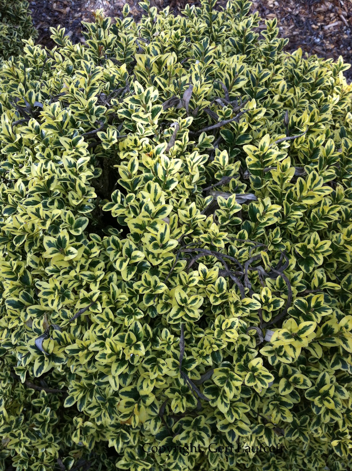 Plant Preview: Golden Dream Boxwood