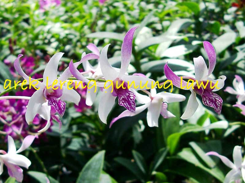Anggrek Berdasarkan Tipe Pertumbuhan ~ Lubang Api