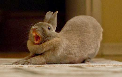 InterWeb Teens: Screaming Rabbits are underrated Hilarious