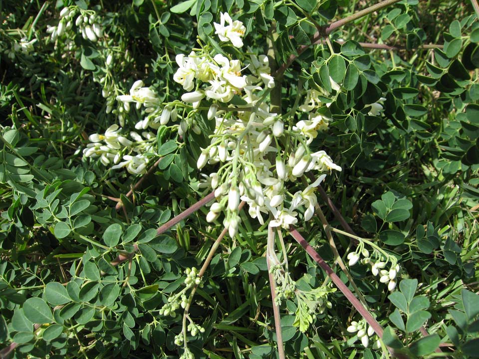 PENSANDO PARA HABLAR.: LA MORINGA, PLANTA MEDICINAL