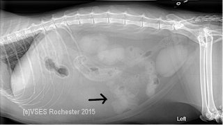Veterinary Specialists & Emergency Services: Linear Foreign Body