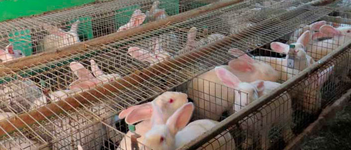 El crecimiento del conejar