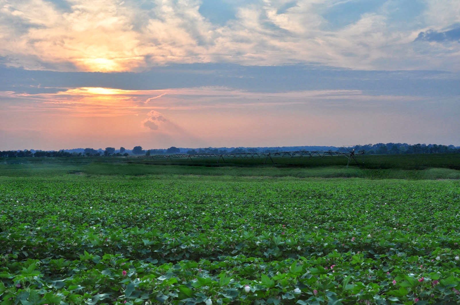 Cotton Blooms