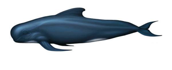 FILANAVAL: agosto 2013