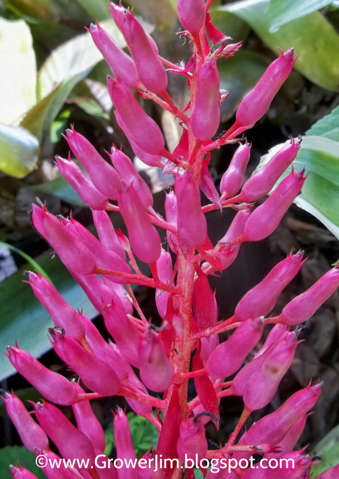 Garden Adventures: Portea alatisepala