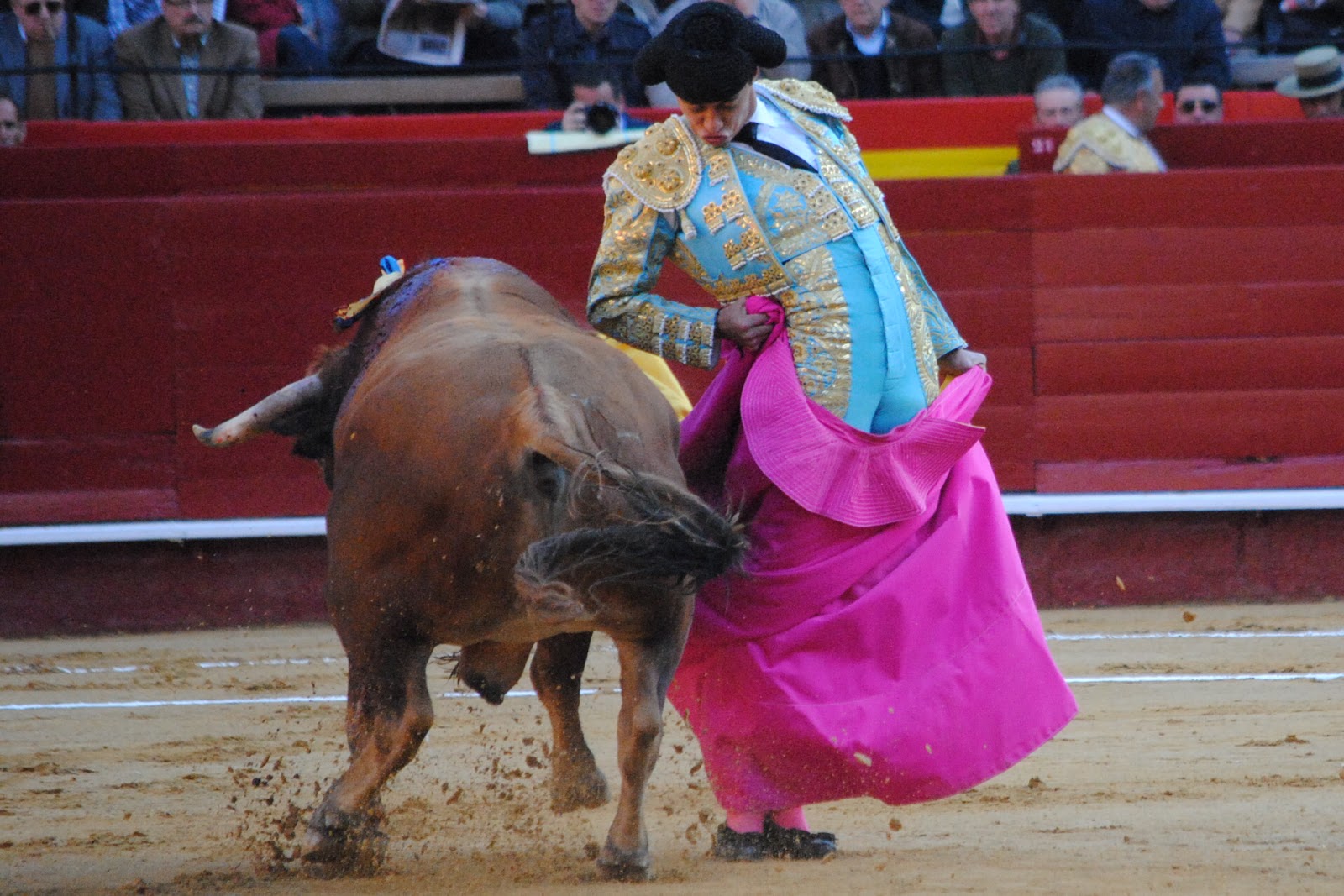 Toros de Silla
