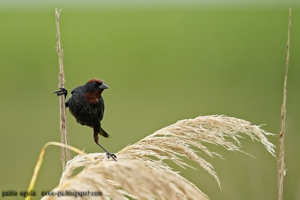 mis fotos de aves: Chrysomus ruficapillus Varillero Congo Chestnut ...