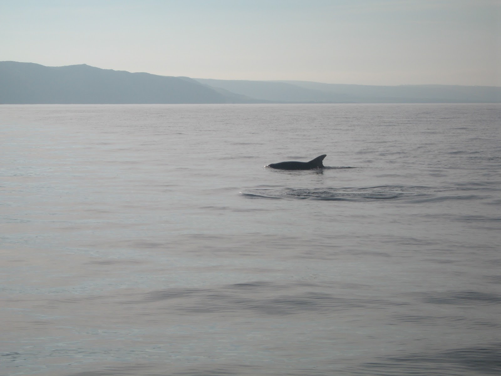 Whales in Wales: Winter Bottlenose Dolphins....everywhere (4kms South ...