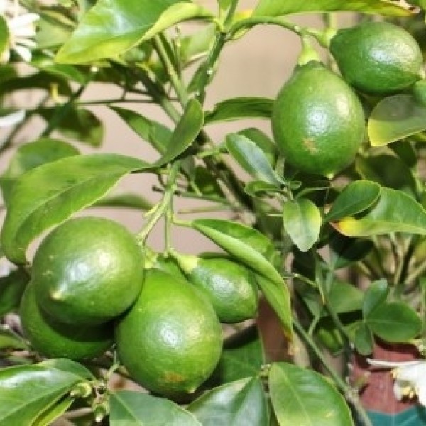 Mengenal Lemon Lokal dan Amerika yang Adaptif Ditanam diMajalengka ...