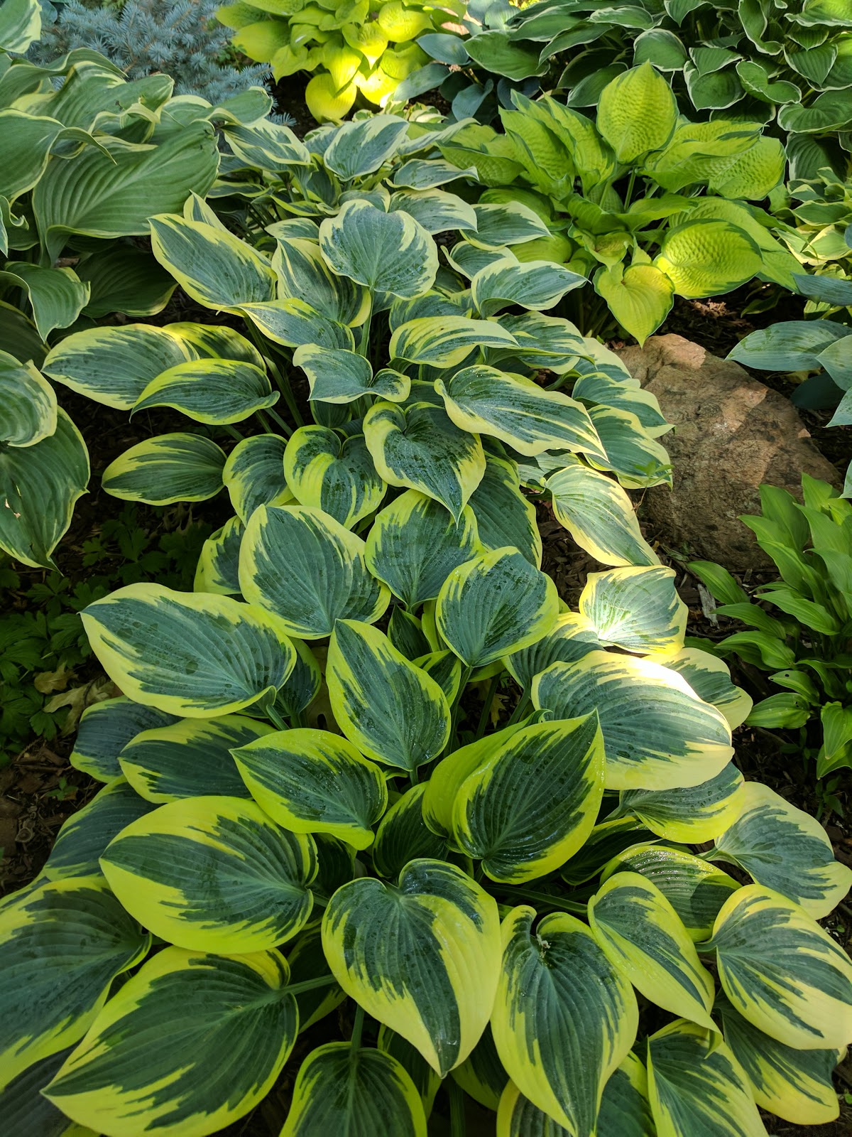 WildDakotaWoman TM: Hosta Meditation