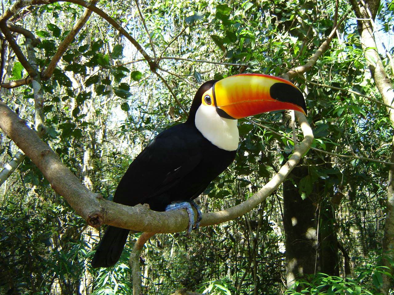 BIOFLAGRANTES*: TUCANO