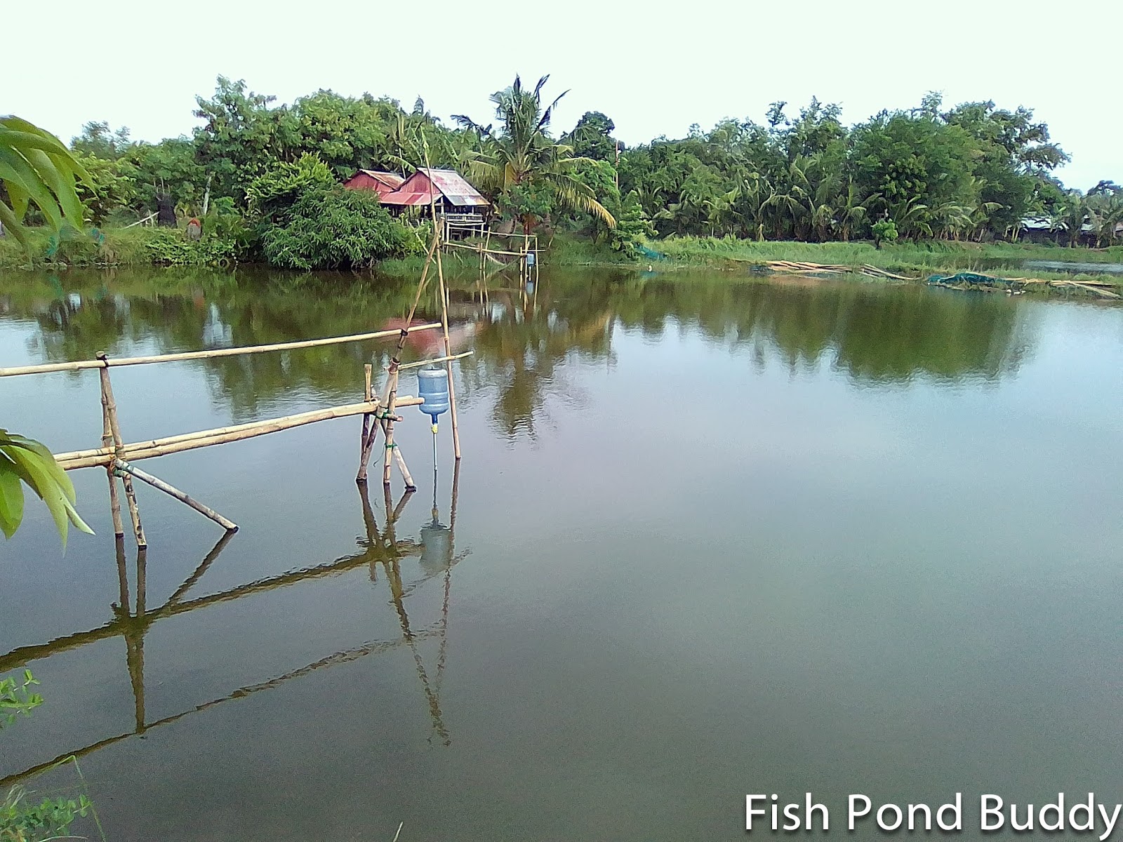Fish Pond Buddy: Video of Bangus (Milkfish) Feeding in a Grow-Out Pond